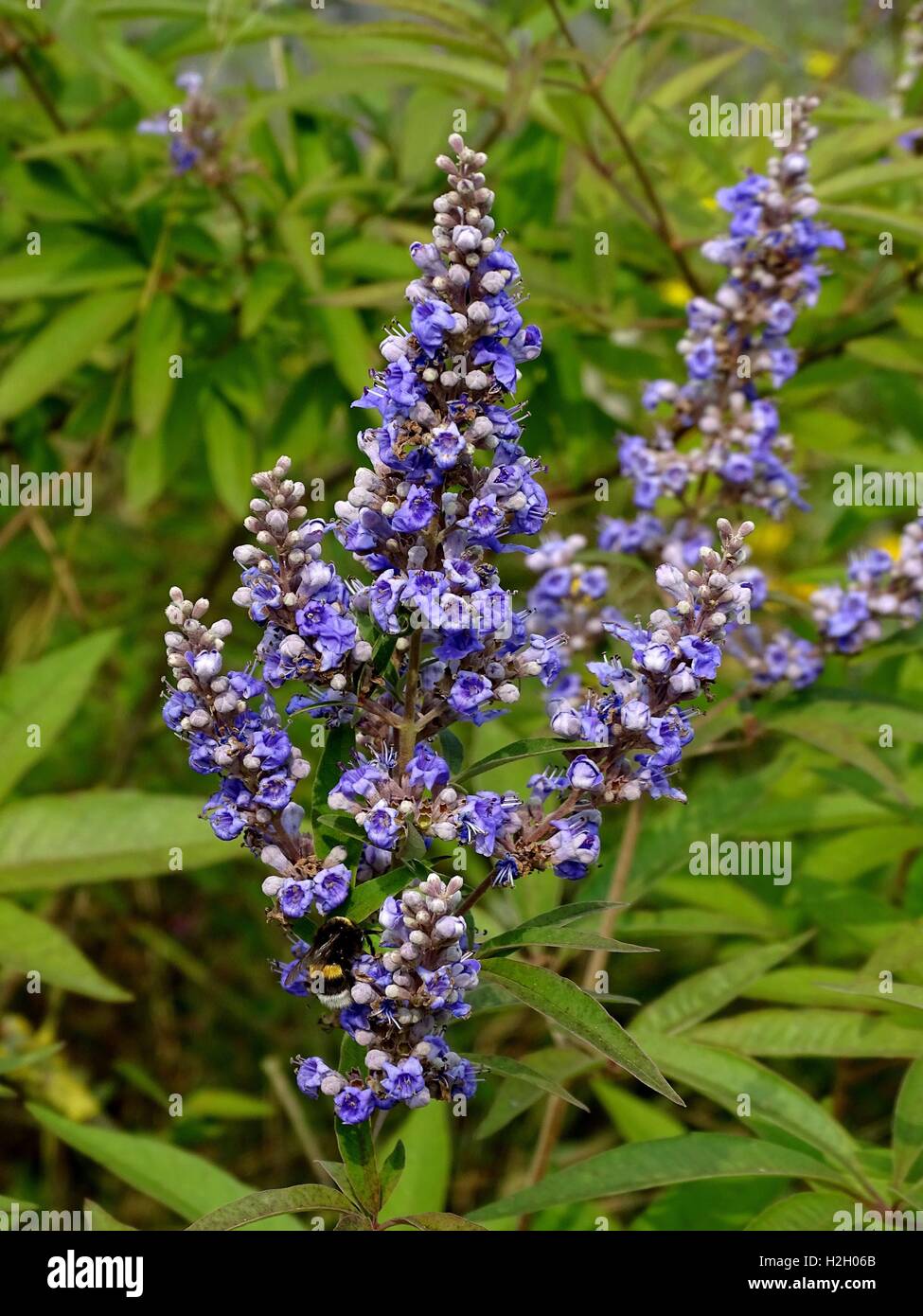 The Monk`s Pepper Photo 08/20/2016 lat. Vitex agnus-castus | usage ...