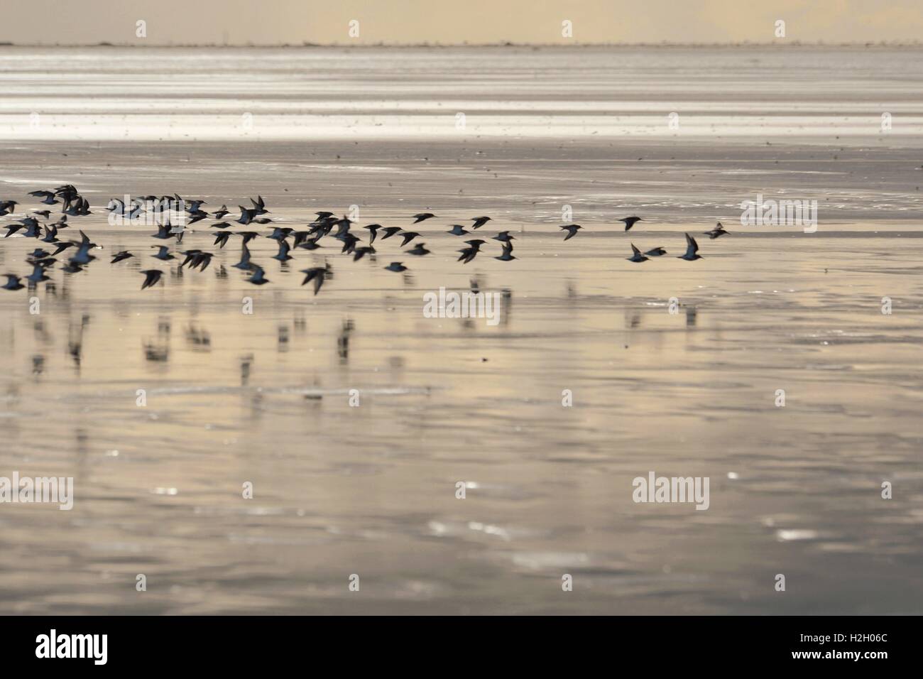 A flock of birds deeply flying above a wet sandbank in the North ...