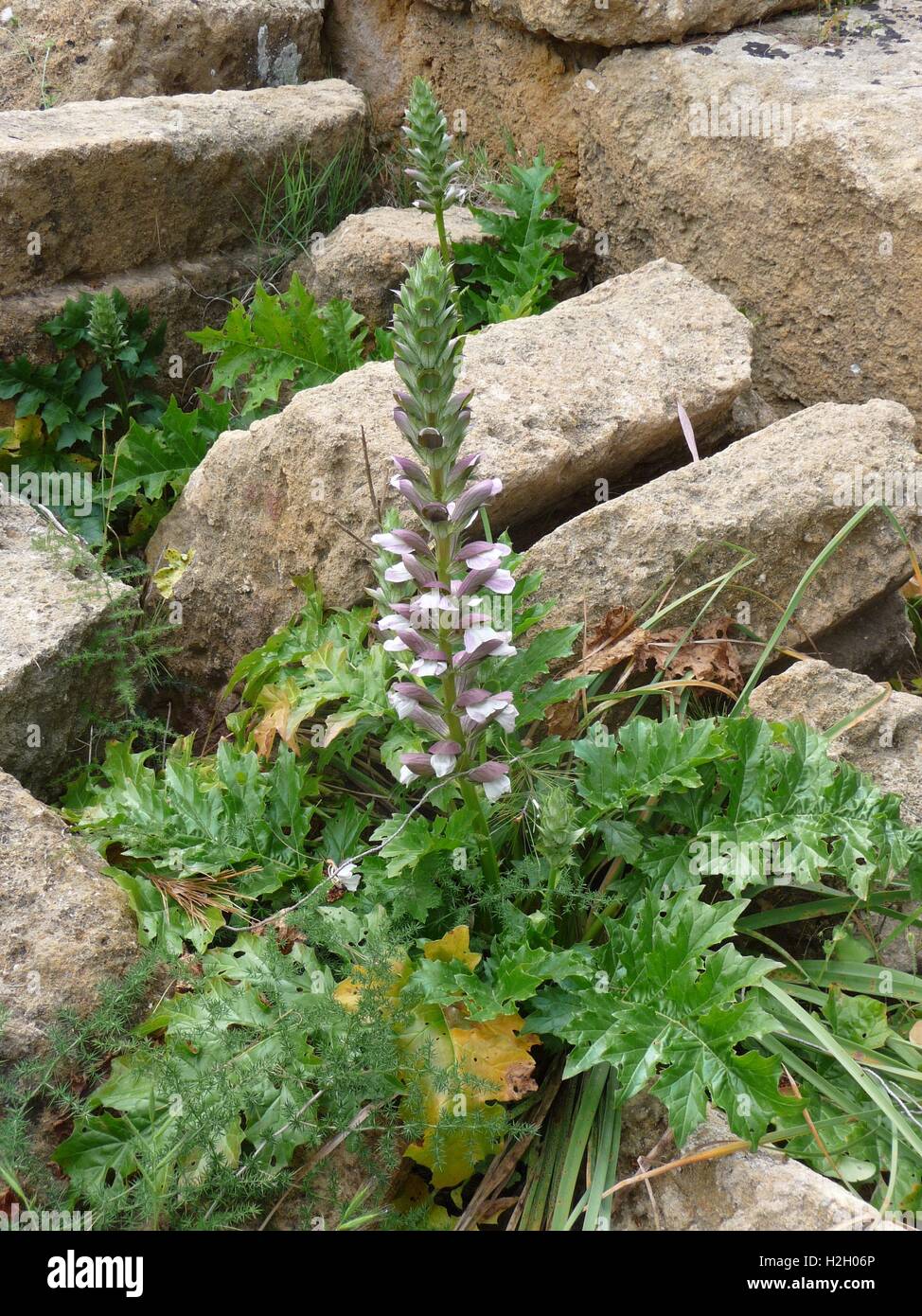 Blooming Acanthus at San Rupestre sanctuary in Agrigento, Sicily, Italy ...