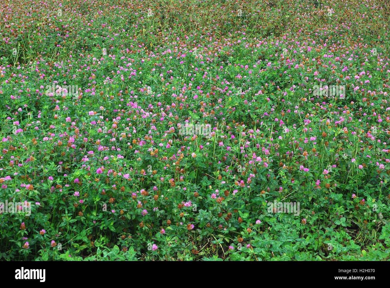 Low hop clover (Trifolium pratense). Feed crop for milk cattle and ...