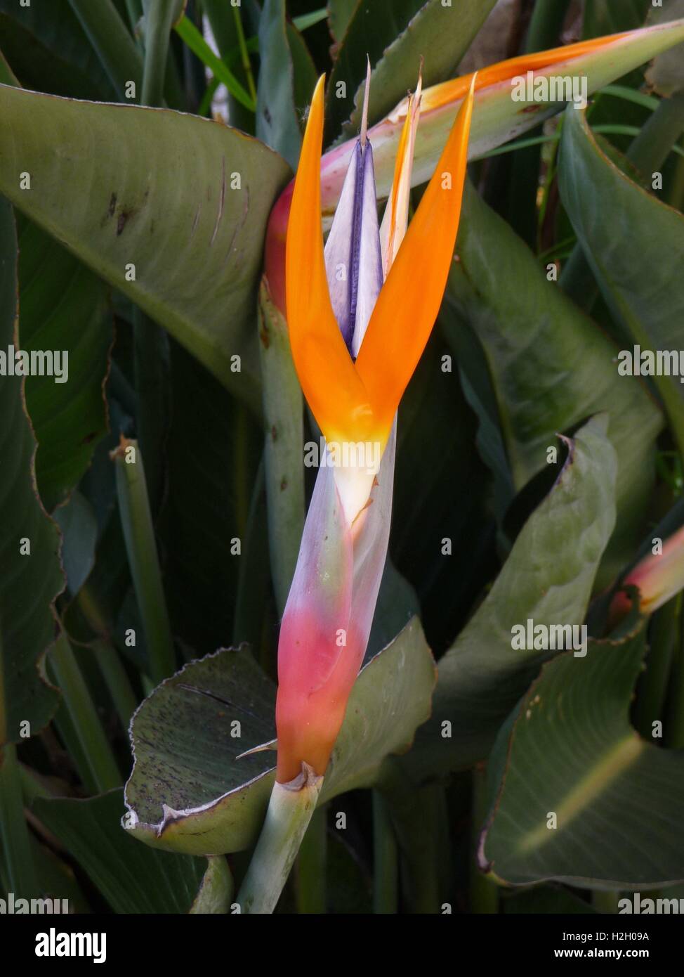 Bird-of-paradise flower in Vibo Valentia, Calabria, Italy, pictured 17 ...