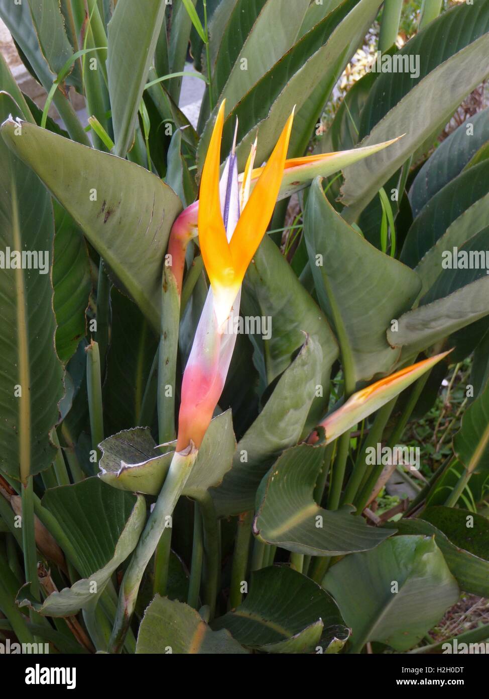 Bird-of-paradise flower in Vibo Valentia, Calabria, Italy, pictured 17 ...