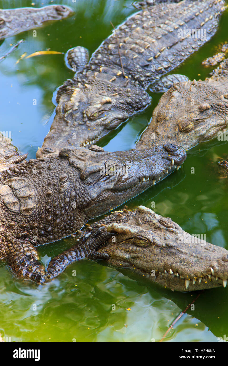 Crocodiles in water in Thailand Stock Photo - Alamy