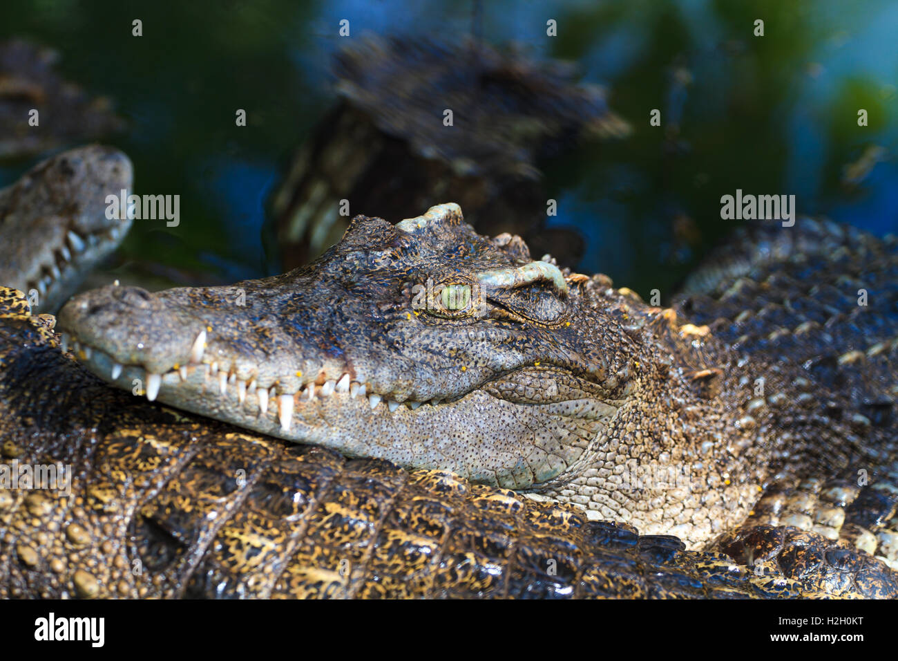 Aggression thailand hi-res stock photography and images - Alamy
