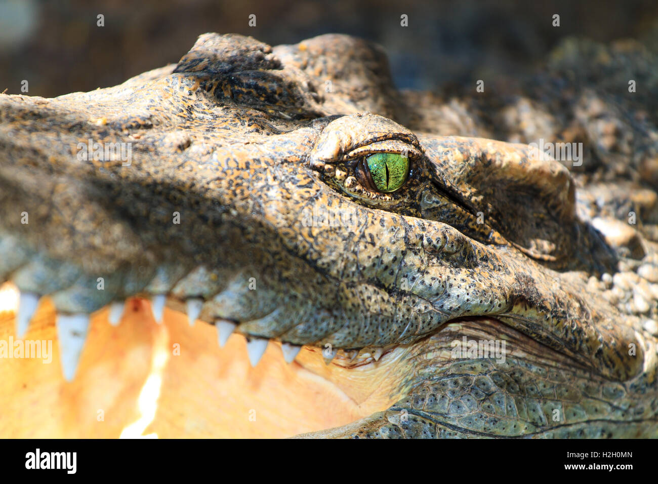 Crocodiles in water in Thailand Stock Photo - Alamy