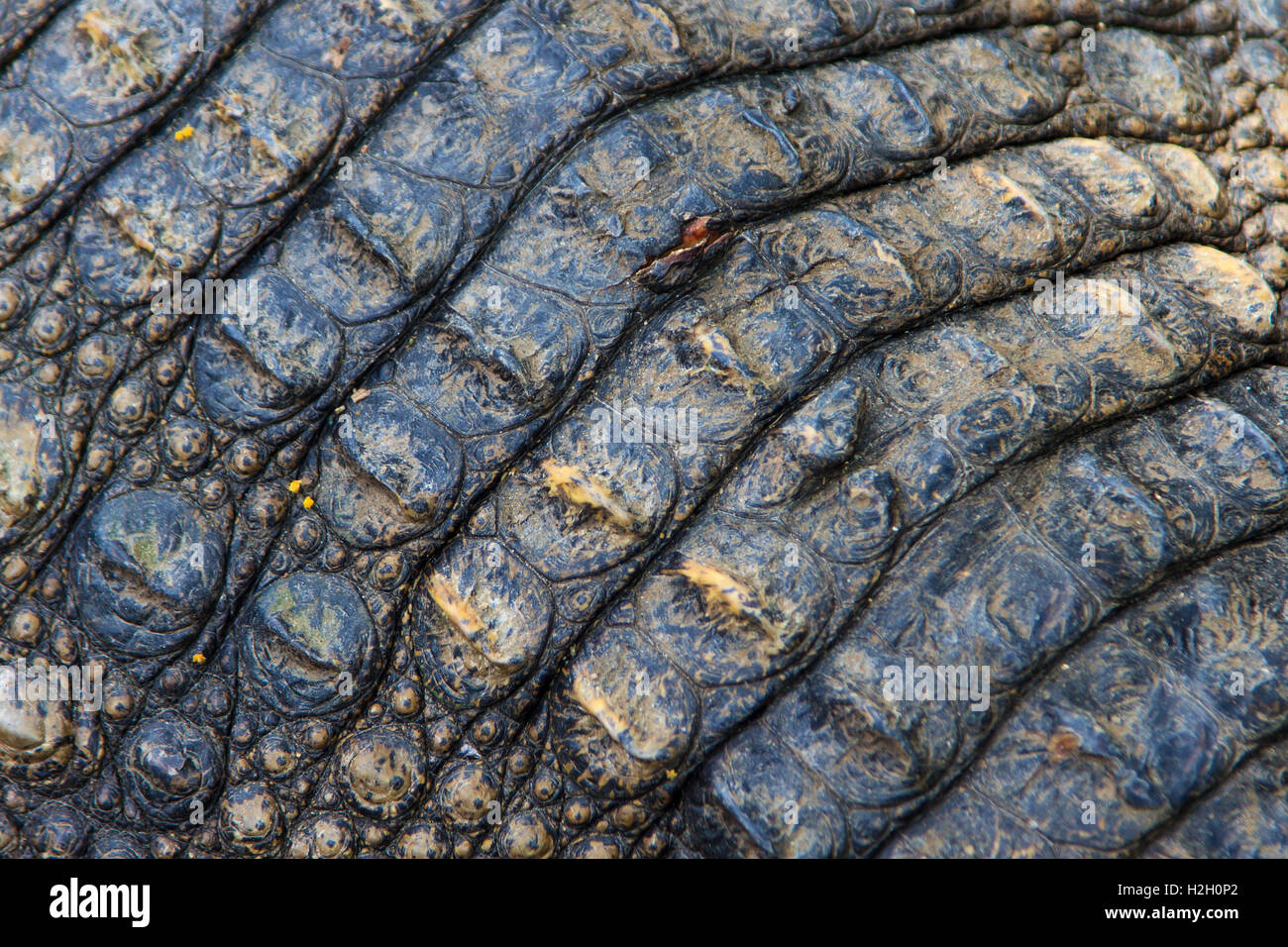 Crocodiles skin close up Stock Photo - Alamy
