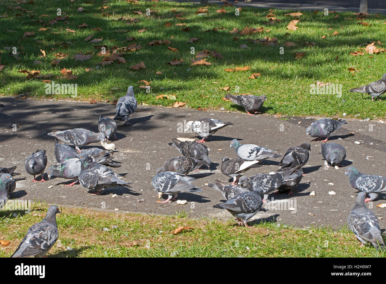 London pigeons feeding in hi-res stock photography and images - Alamy