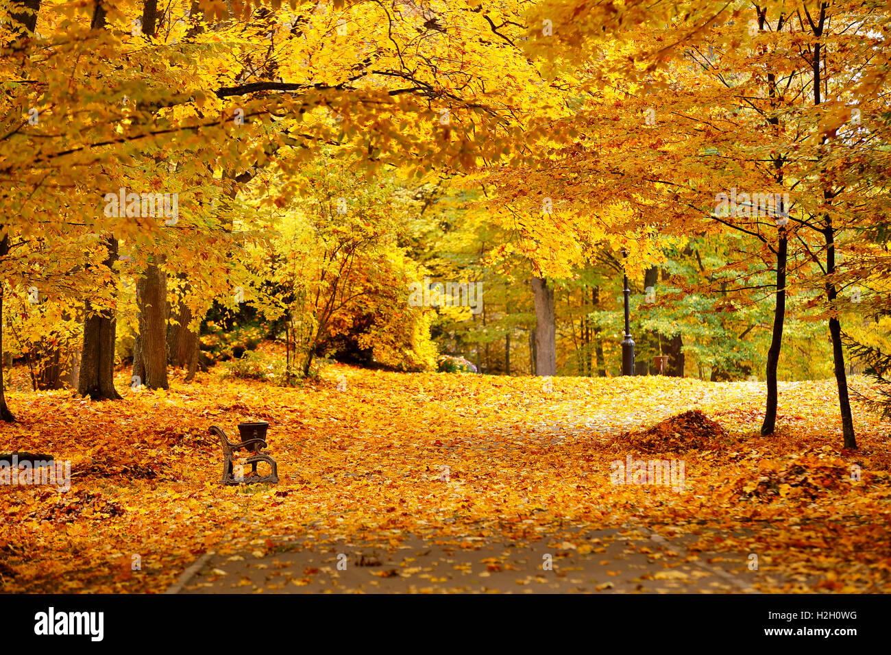 Autumn October colorful park. Foliage trees alley in park Stock Photo ...