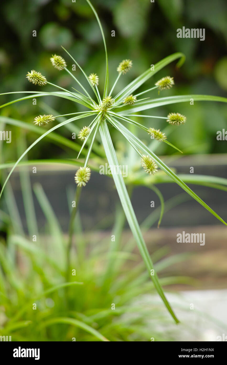 Egyptian papyrus plant pot hi-res stock photography and images - Alamy