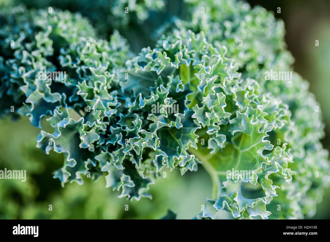 closeup of kale Stock Photo - Alamy