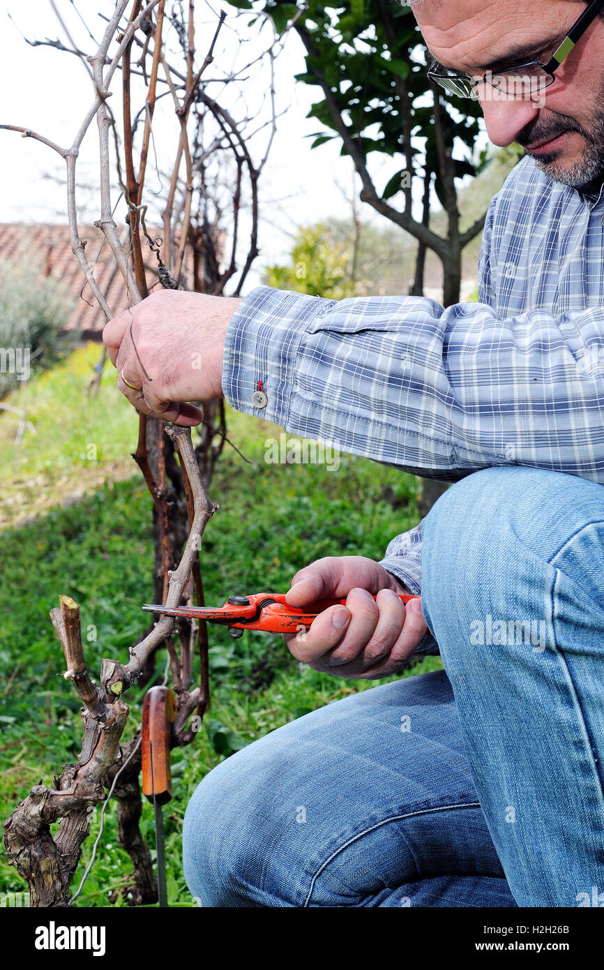 Wine grower engaged in the vine pruning with professional scissors ...