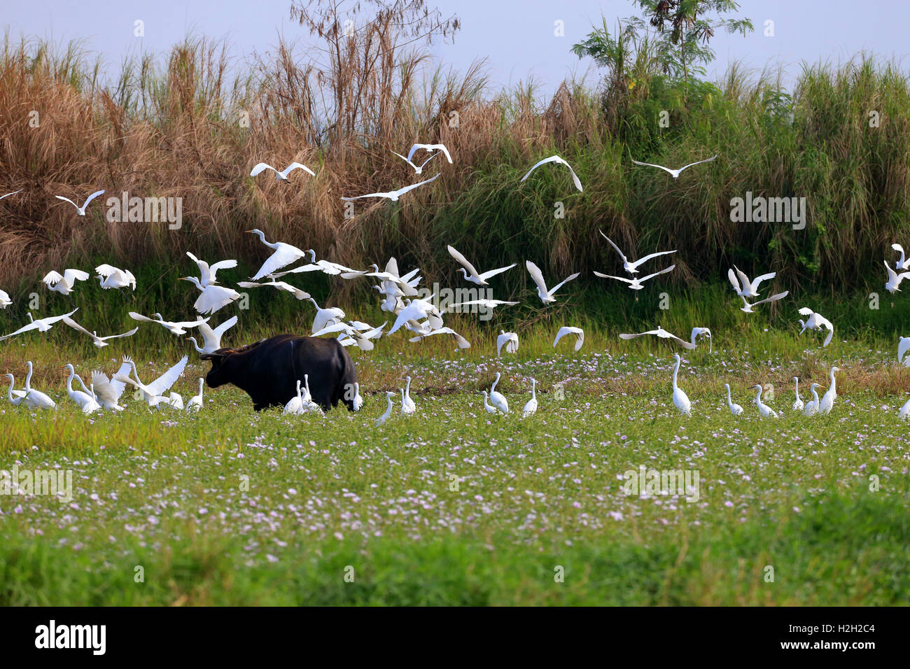 Carabao with flying white egrets in rice fields Stock Photo - Alamy