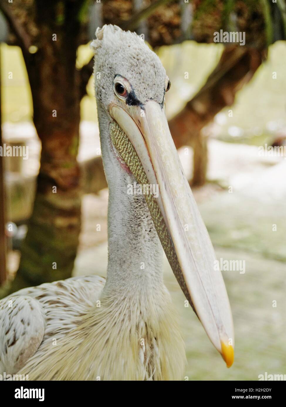 Pelican, watching, animal, bird, posing, staring Stock Photo - Alamy