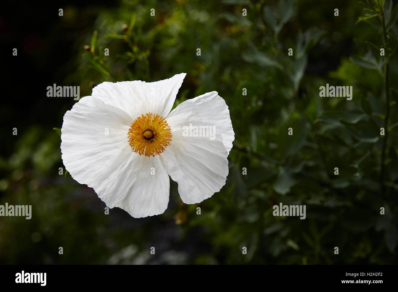 Matilija hi-res stock photography and images - Alamy