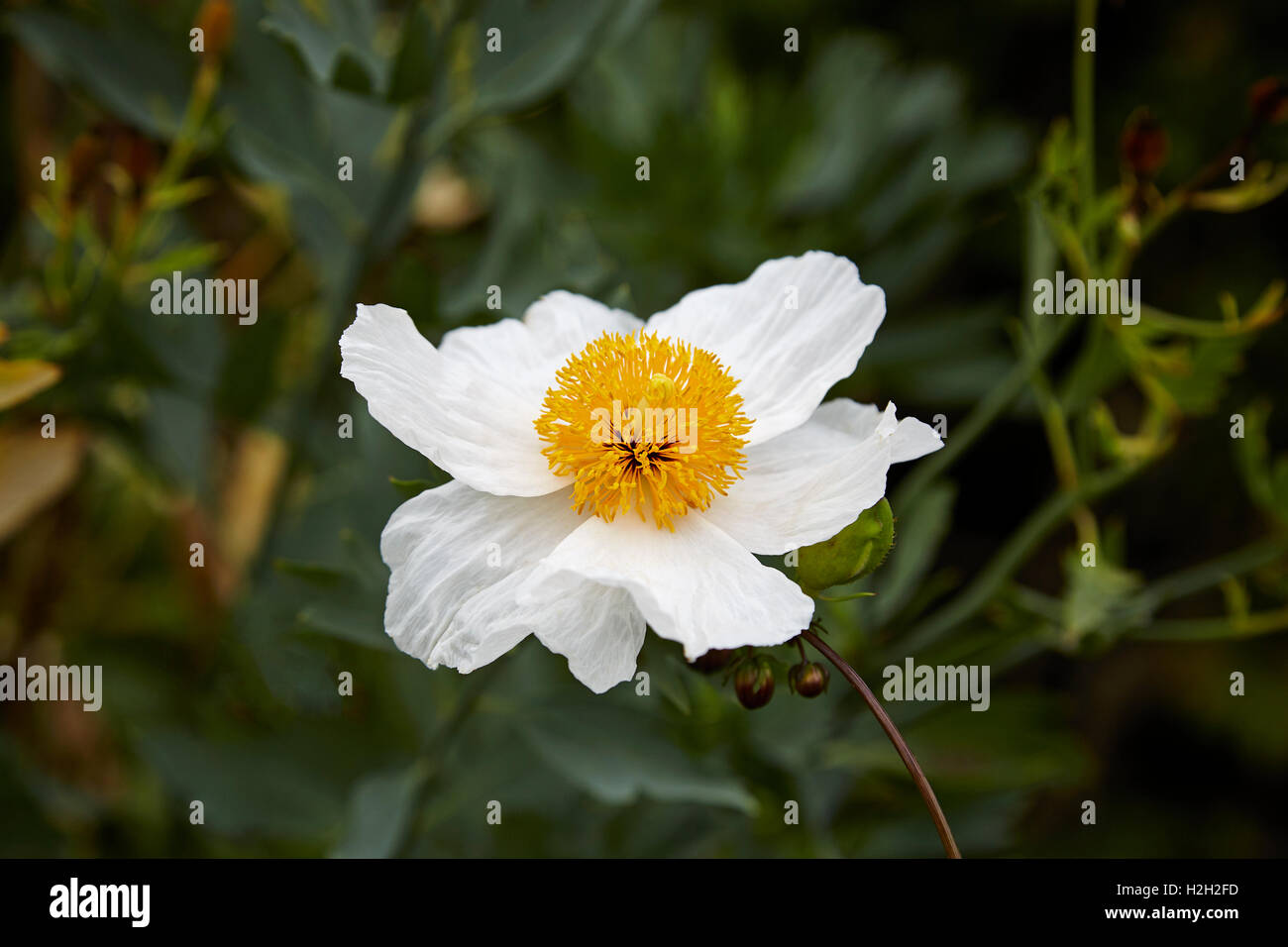 Matilija High Resolution Stock Photography and Images - Alamy