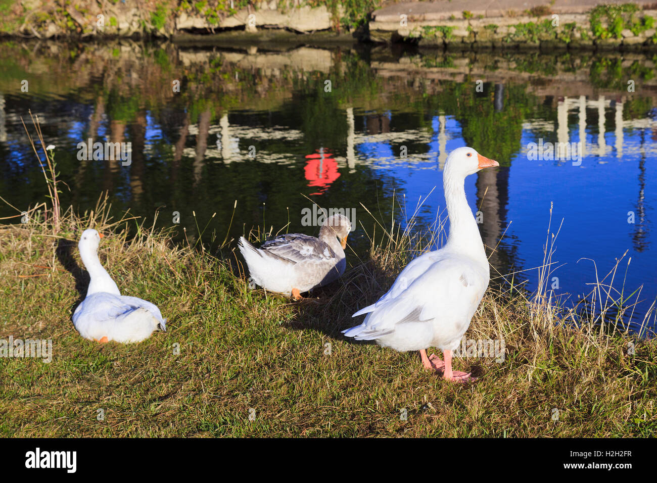 Thames wildlife hi-res stock photography and images - Alamy