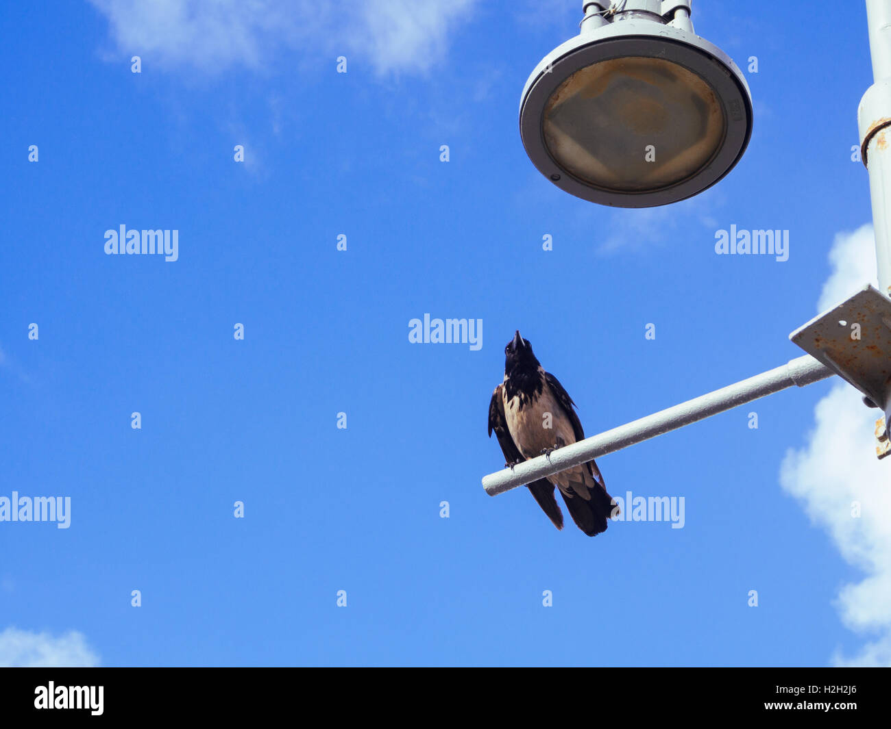 Hooded Crow (Corvus cornix) perched on a lamp post with blue sky ...