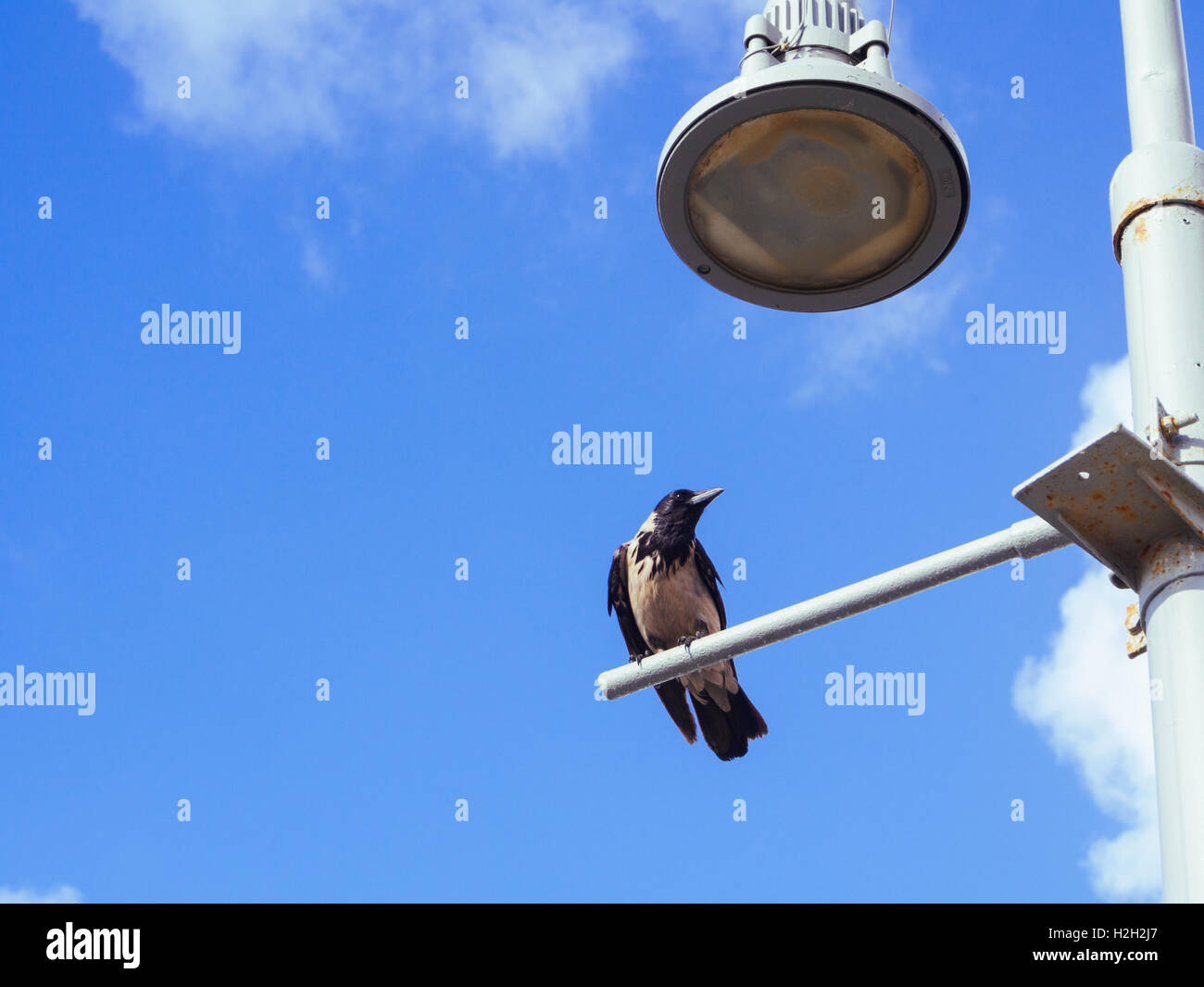 Hooded Crow (Corvus cornix) perched on a lamp post with blue sky ...