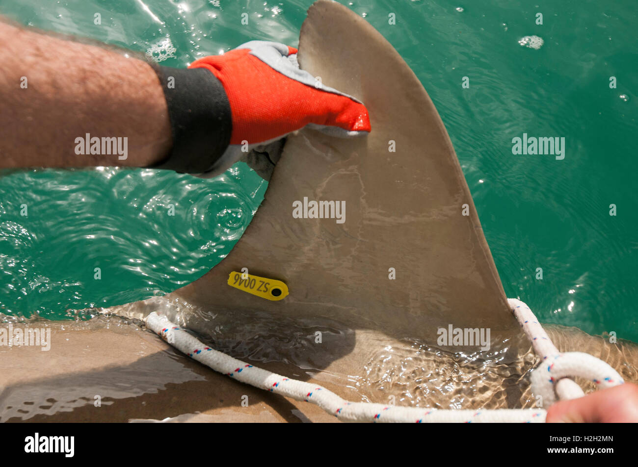 Electronic tagging device hi-res stock photography and images - Alamy