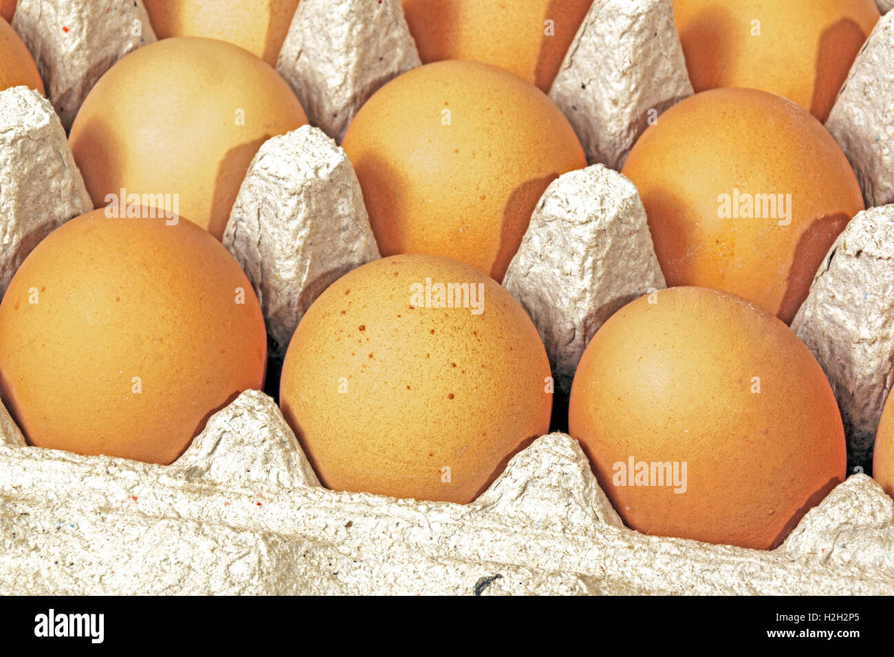Extreme close up studio shot of details of packaged chicken eggs ...