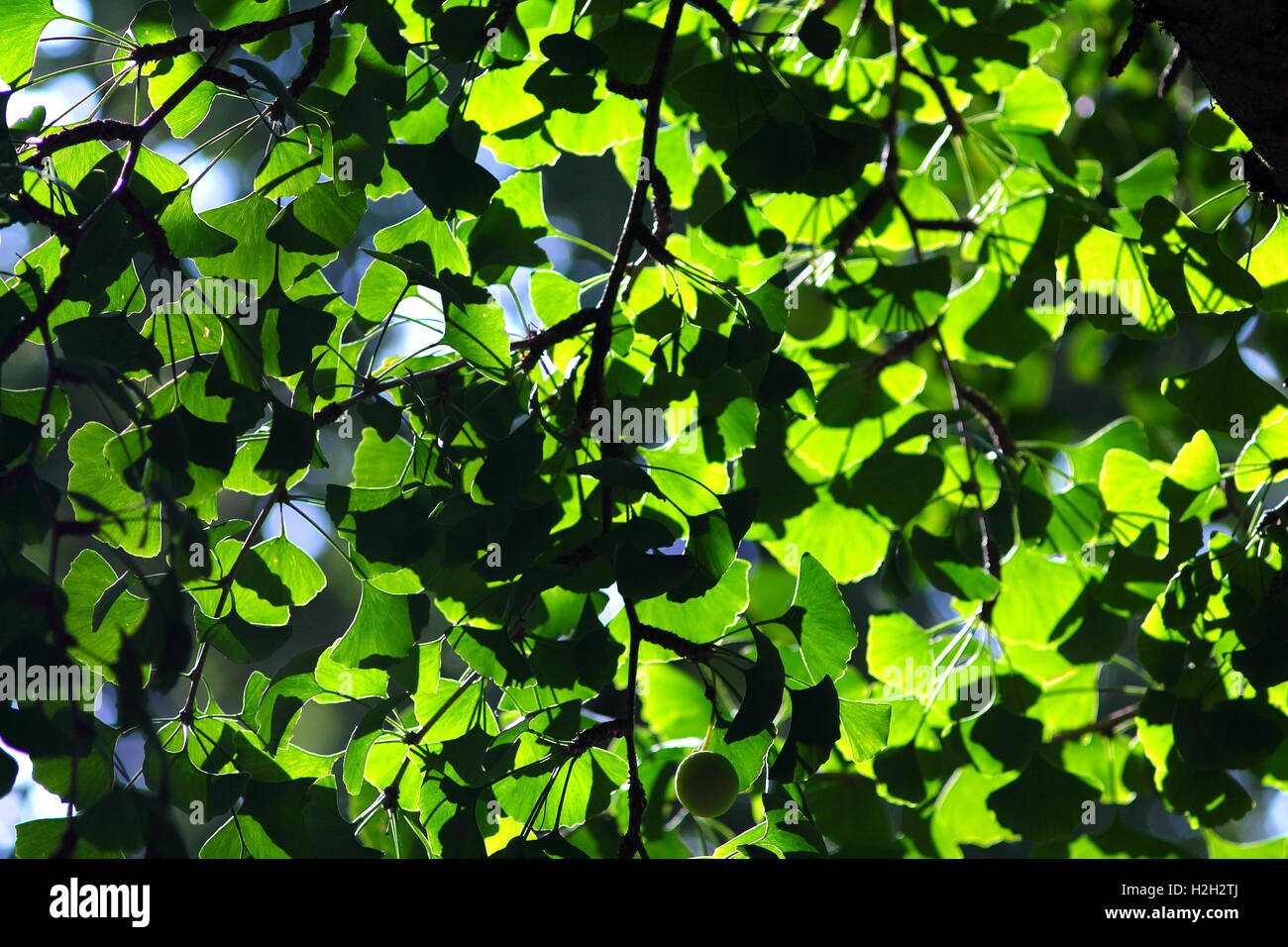Juicy green ginkgo leaves background. Ginkgo leaves canopy Stock Photo ...