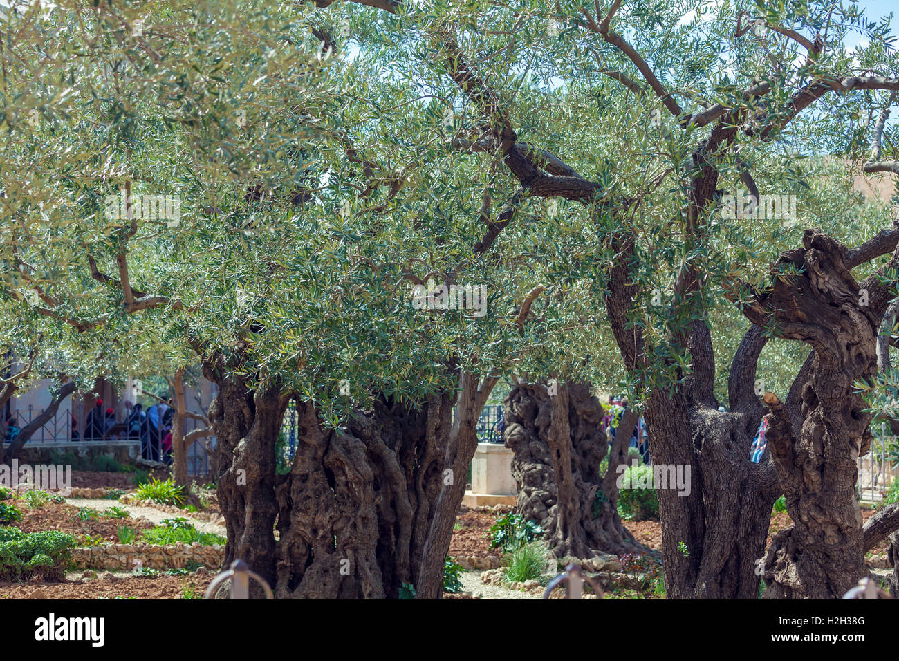 Gethsemane Garden at Mount of Olives, Jerusalem Stock Photo - Alamy
