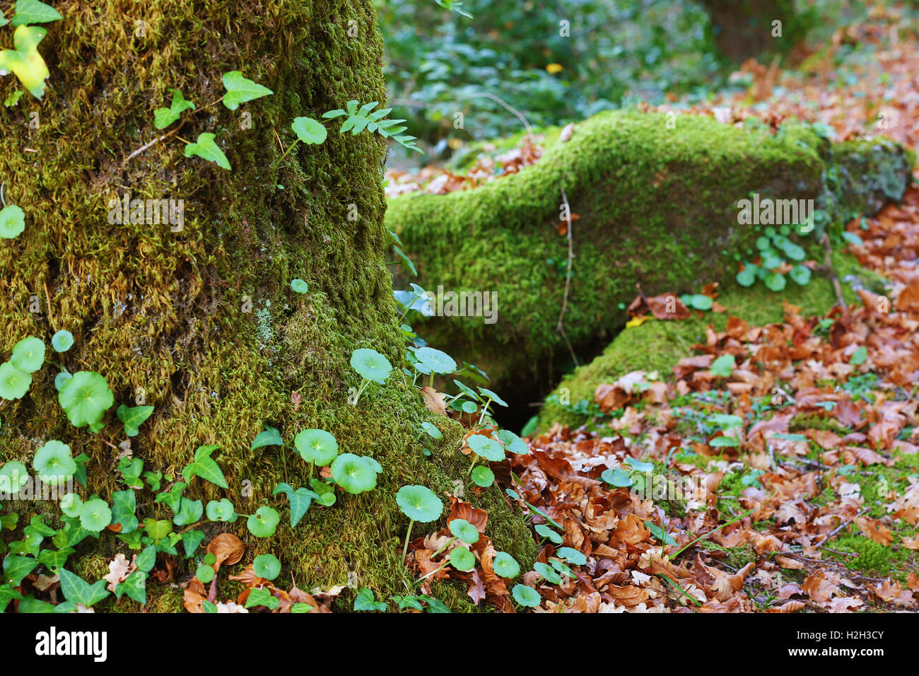 Autumn forest at Mata da Albergaria, Geres National Park, Portugal ...