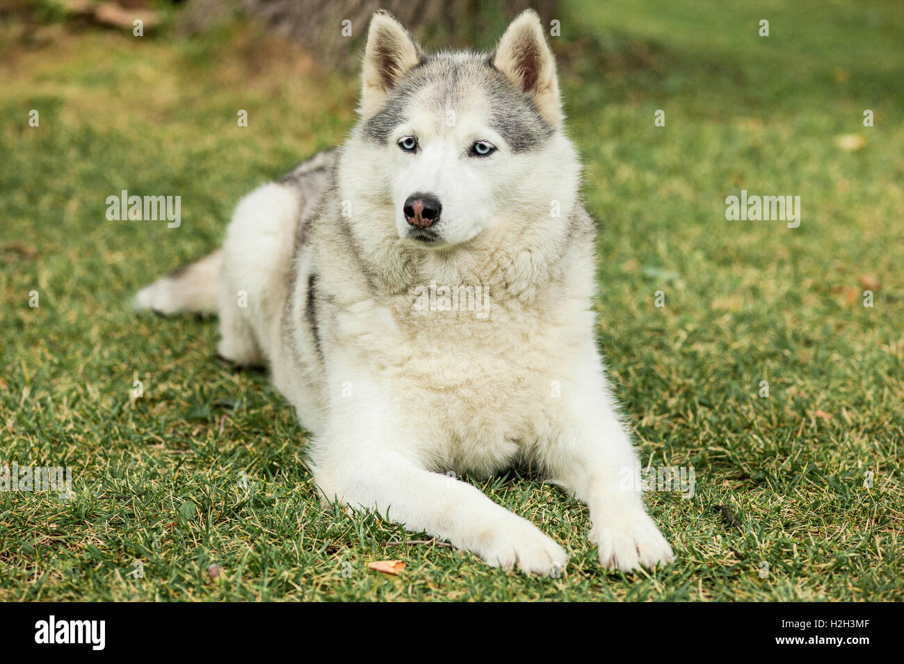 Portrait of Siberian Husky Stock Photo - Alamy