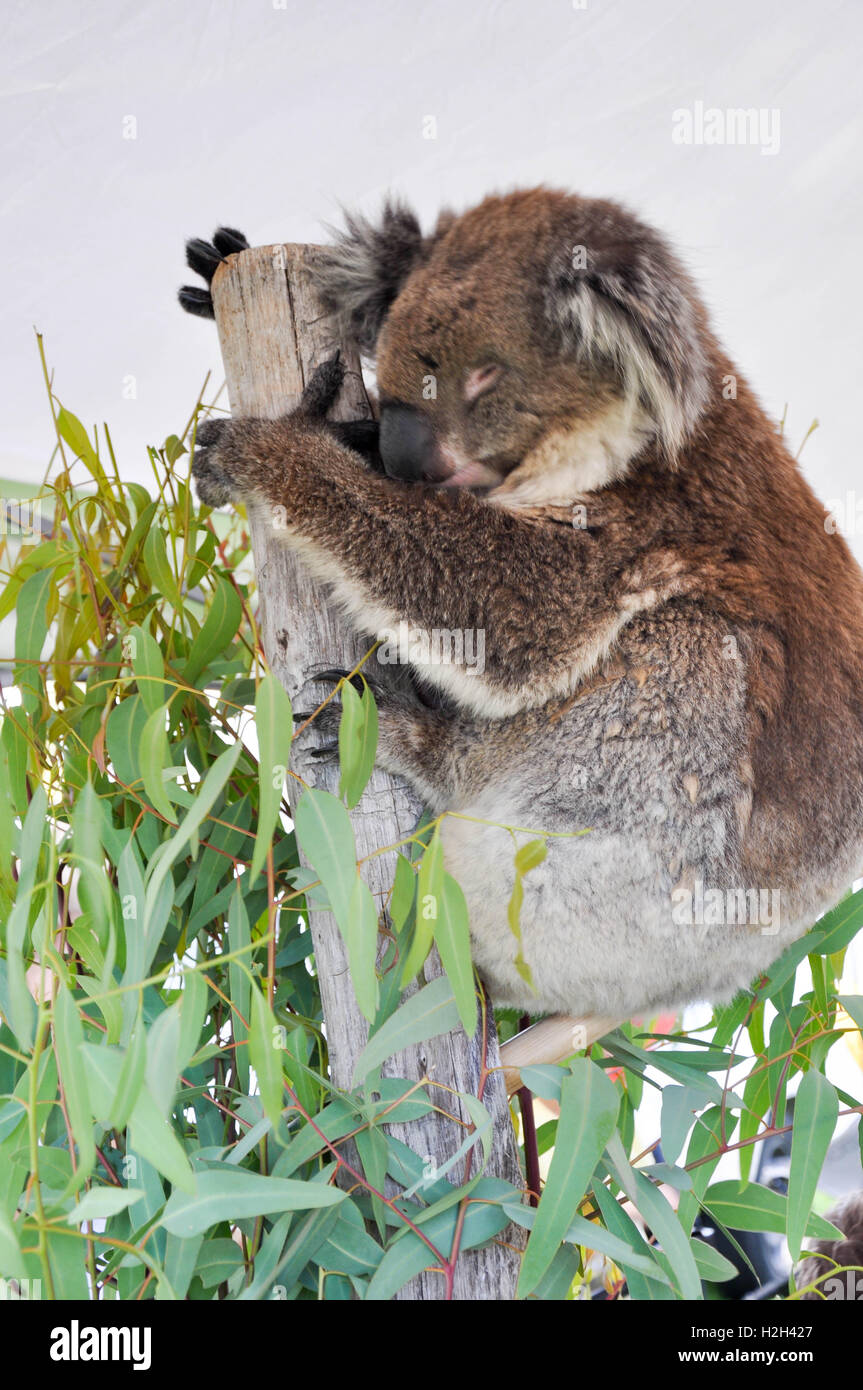 Koala hanging in tree hi-res stock photography and images - Alamy