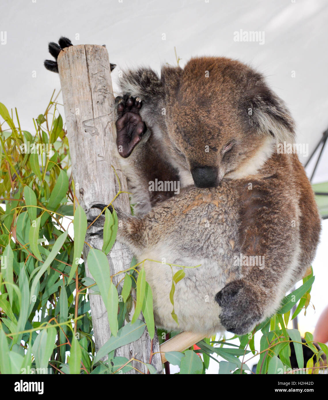 Koala on eucaluptus tree branch at the interactive outdoor stall at the ...