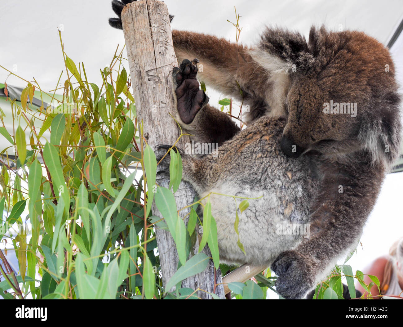 Koala on eucaluptus tree branch at the interactive outdoor stall at the ...