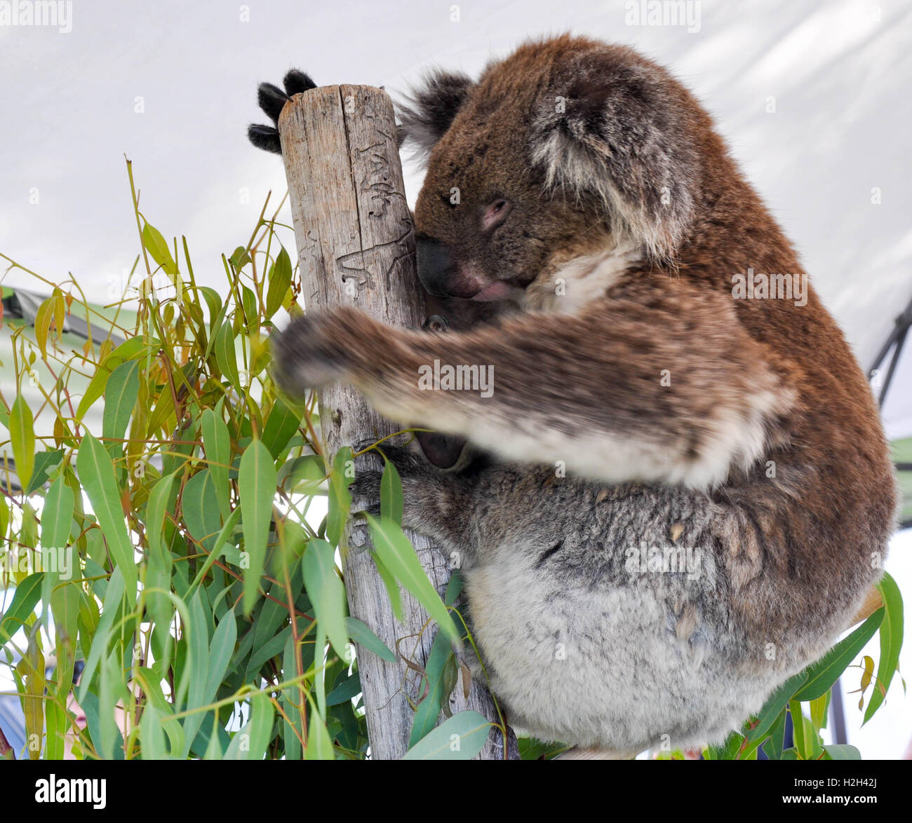 Koala on eucaluptus tree branch at the interactive outdoor stall at the ...