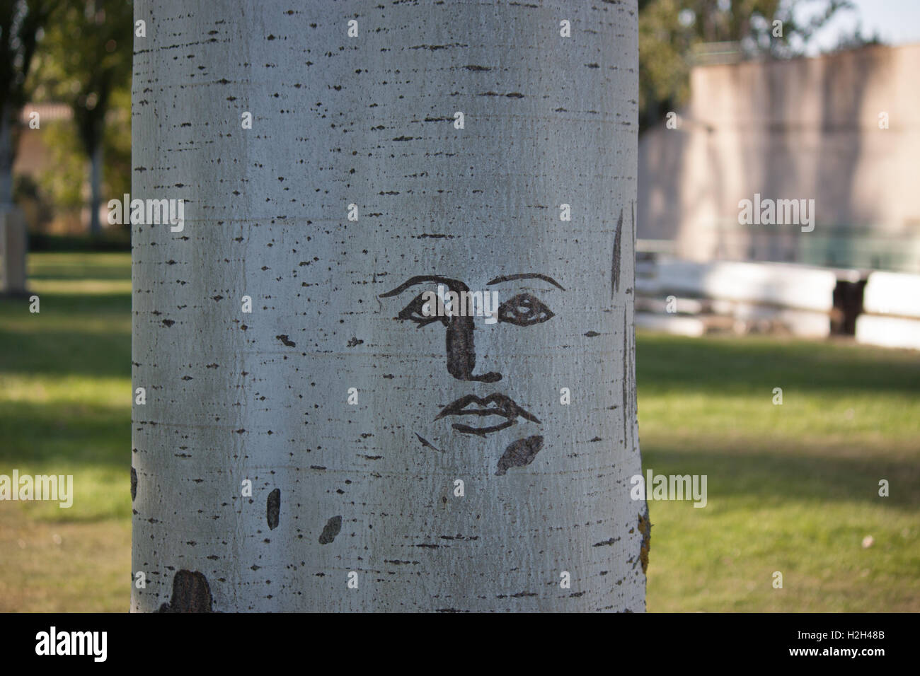 A face drawn in a tree trunk Stock Photo - Alamy
