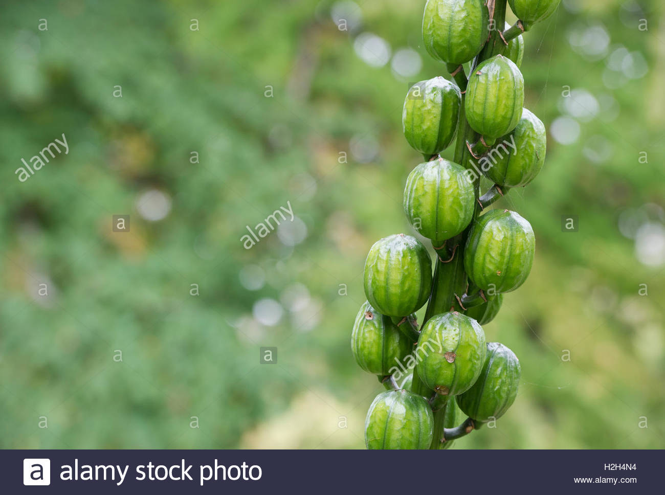 Large Seed Pods Stock Photos & Large Seed Pods Stock Images - Alamy
