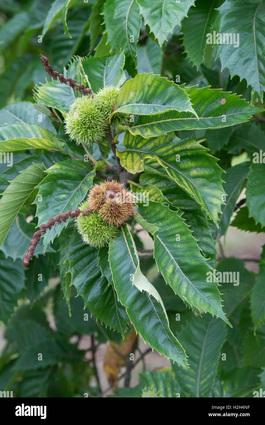 Marigoule hi-res stock photography and images - Alamy