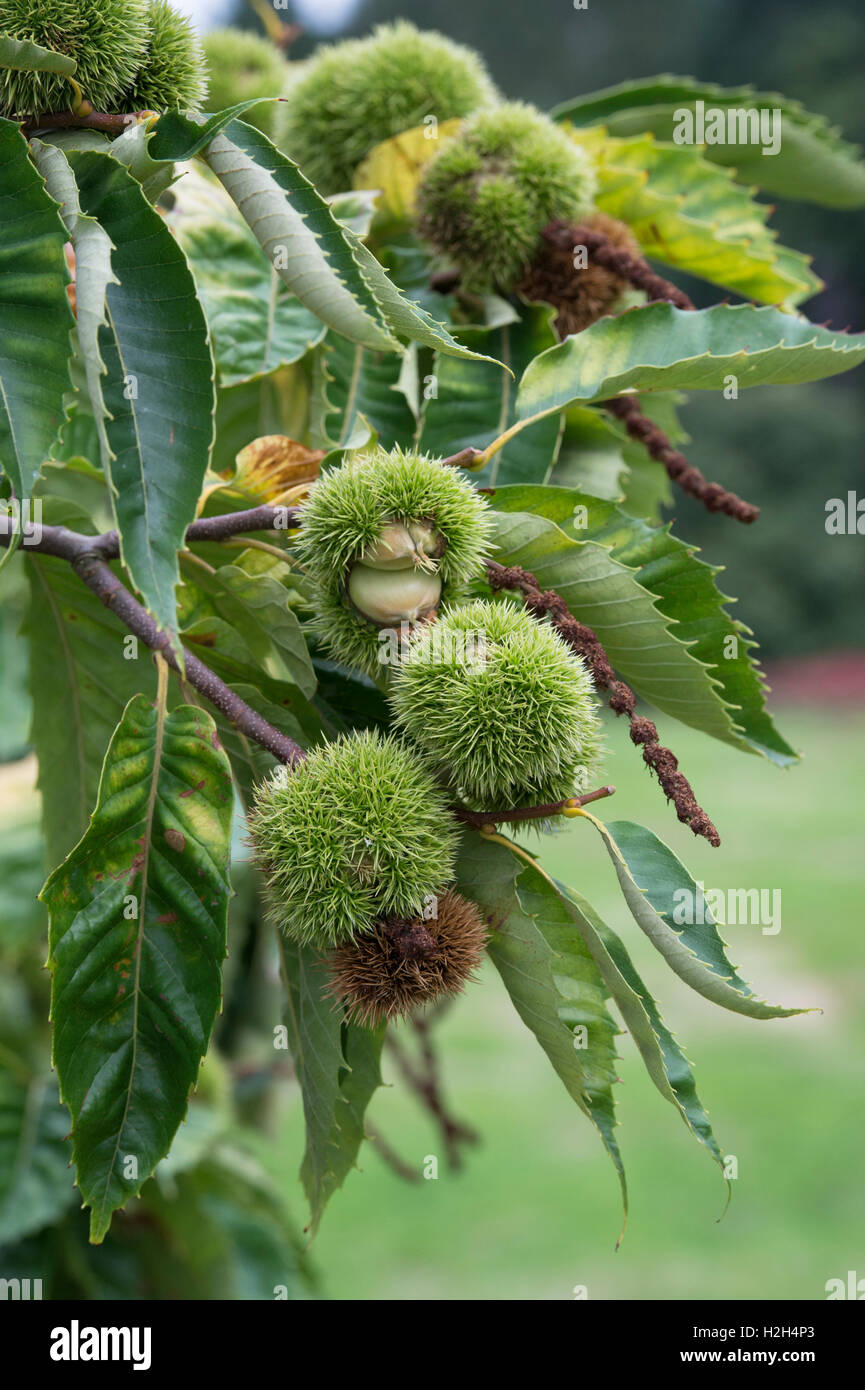 Sweet Chestnut Tree In Autumn Stock Photos & Sweet Chestnut Tree In ...