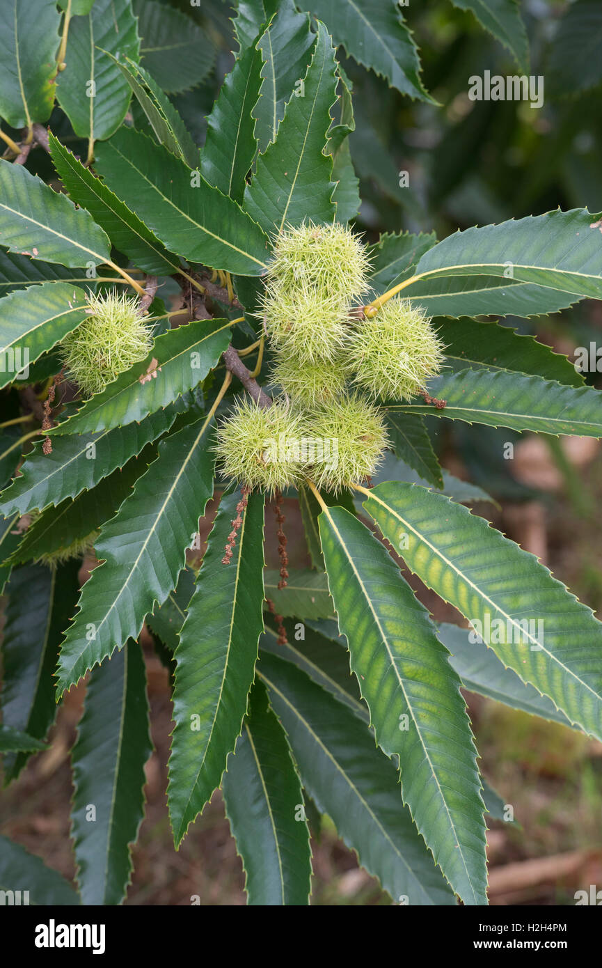 Chestnut tree with chestnuts hi-res stock photography and images - Alamy