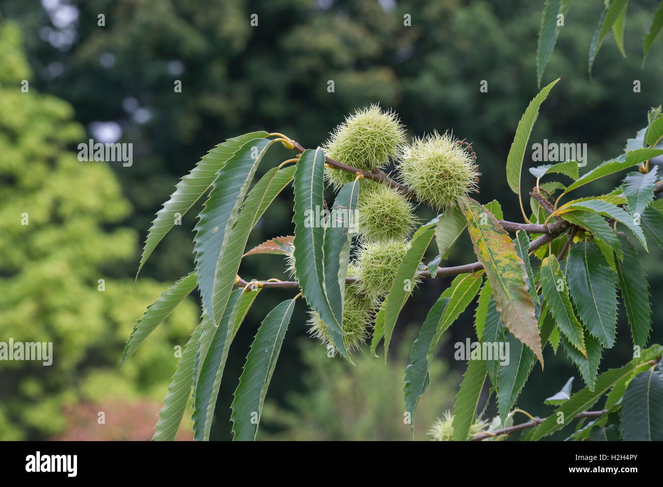 Castanea sativa. Sweet Chestnuts on the tree in autumn Stock Photo - Alamy