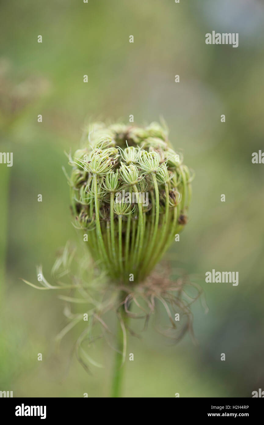 Daucus carota. Wild carrot fruit cluster containing oval fruits with ...