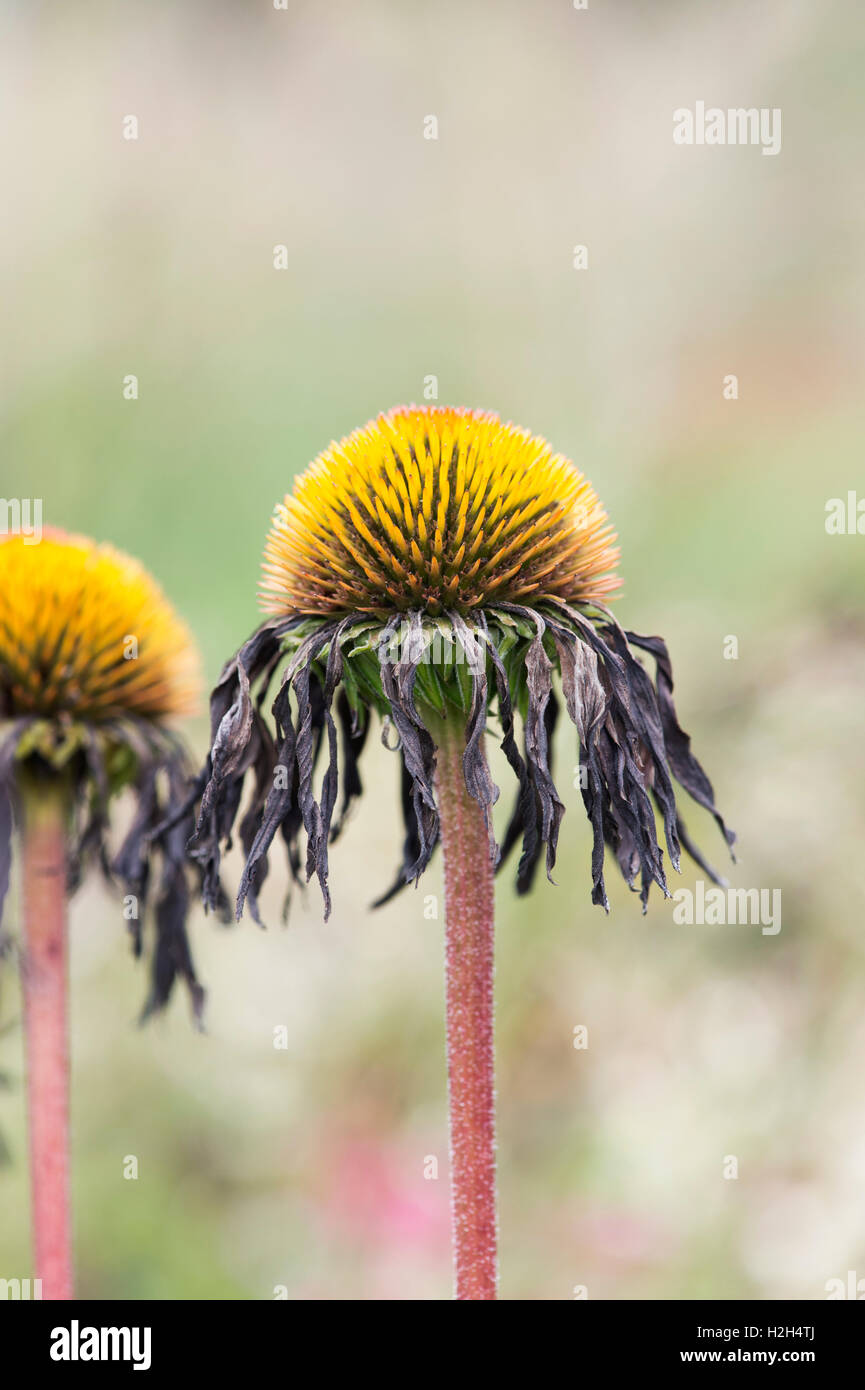 Coneflower seeds hi-res stock photography and images - Alamy