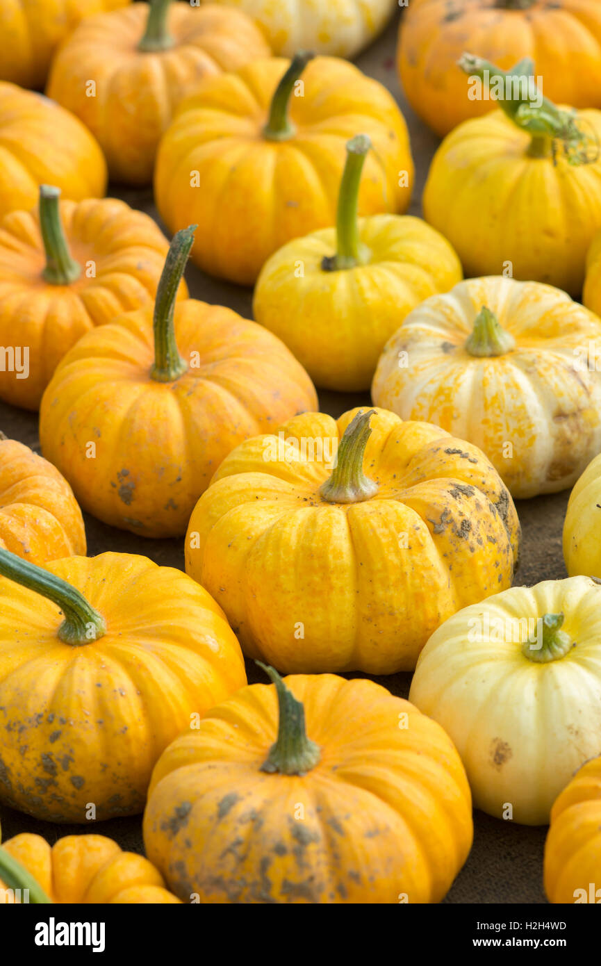 Botany cucurbita hi-res stock photography and images - Alamy