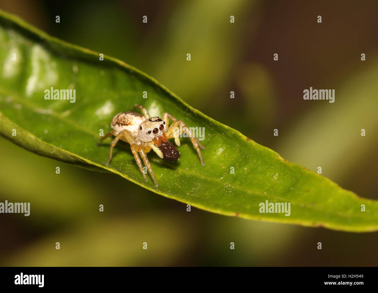 Jumping spider feeding on a dead insect Stock Photo - Alamy