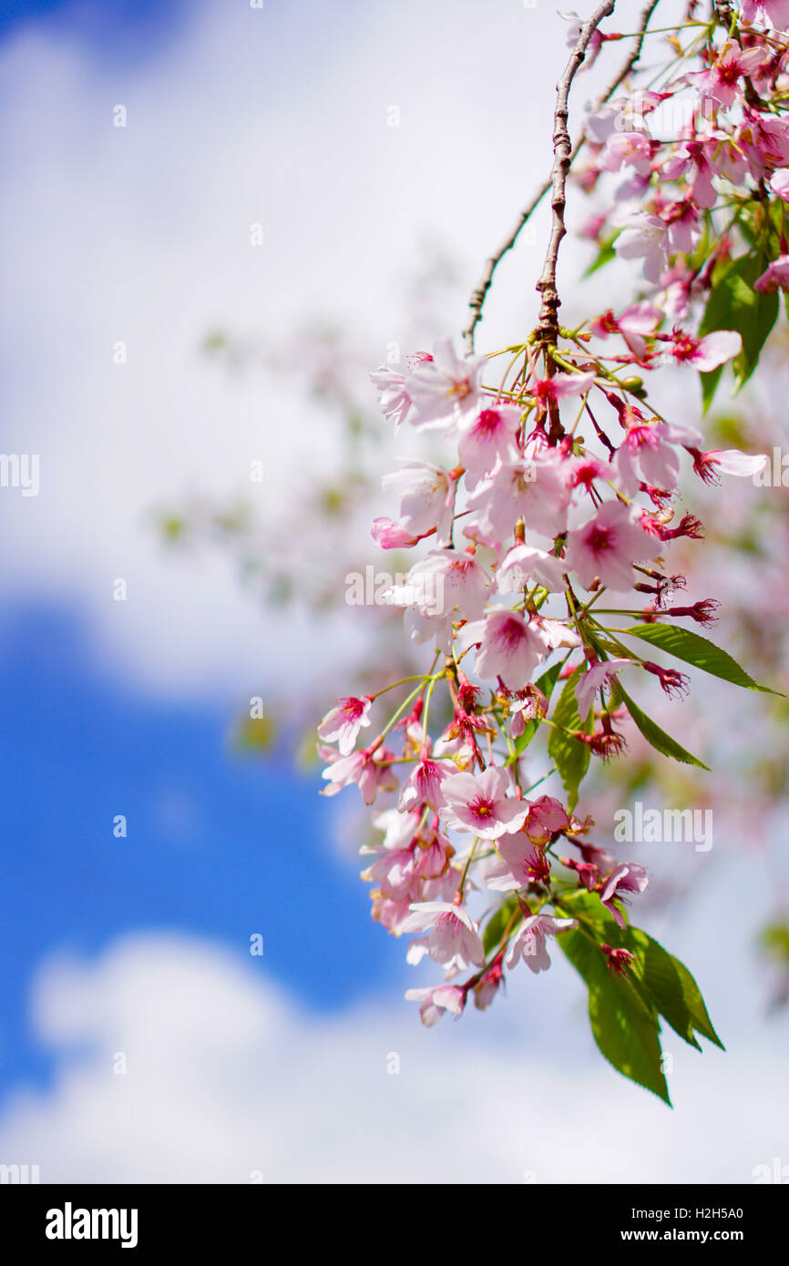 Beautiful close up shot of cherry blossom during spring season ...