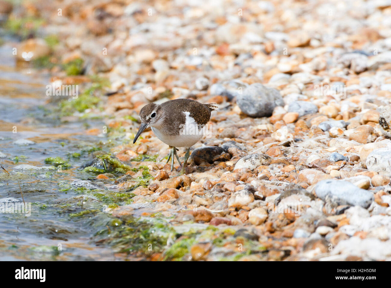 Wildlife birds common sandpiper actitis hi-res stock photography and ...