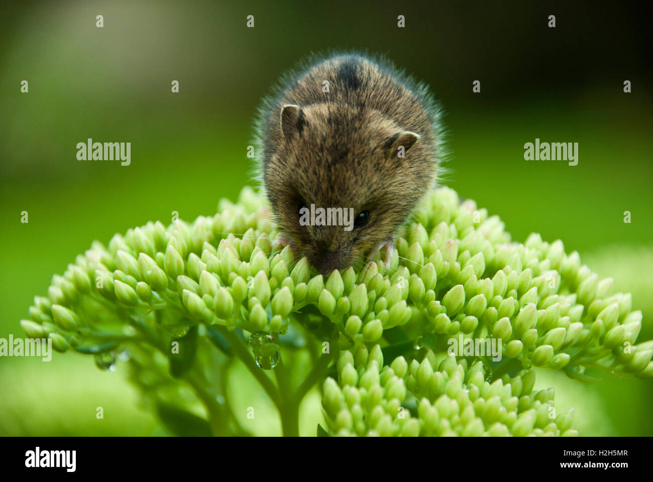 Baby mouse hi-res stock photography and images - Alamy