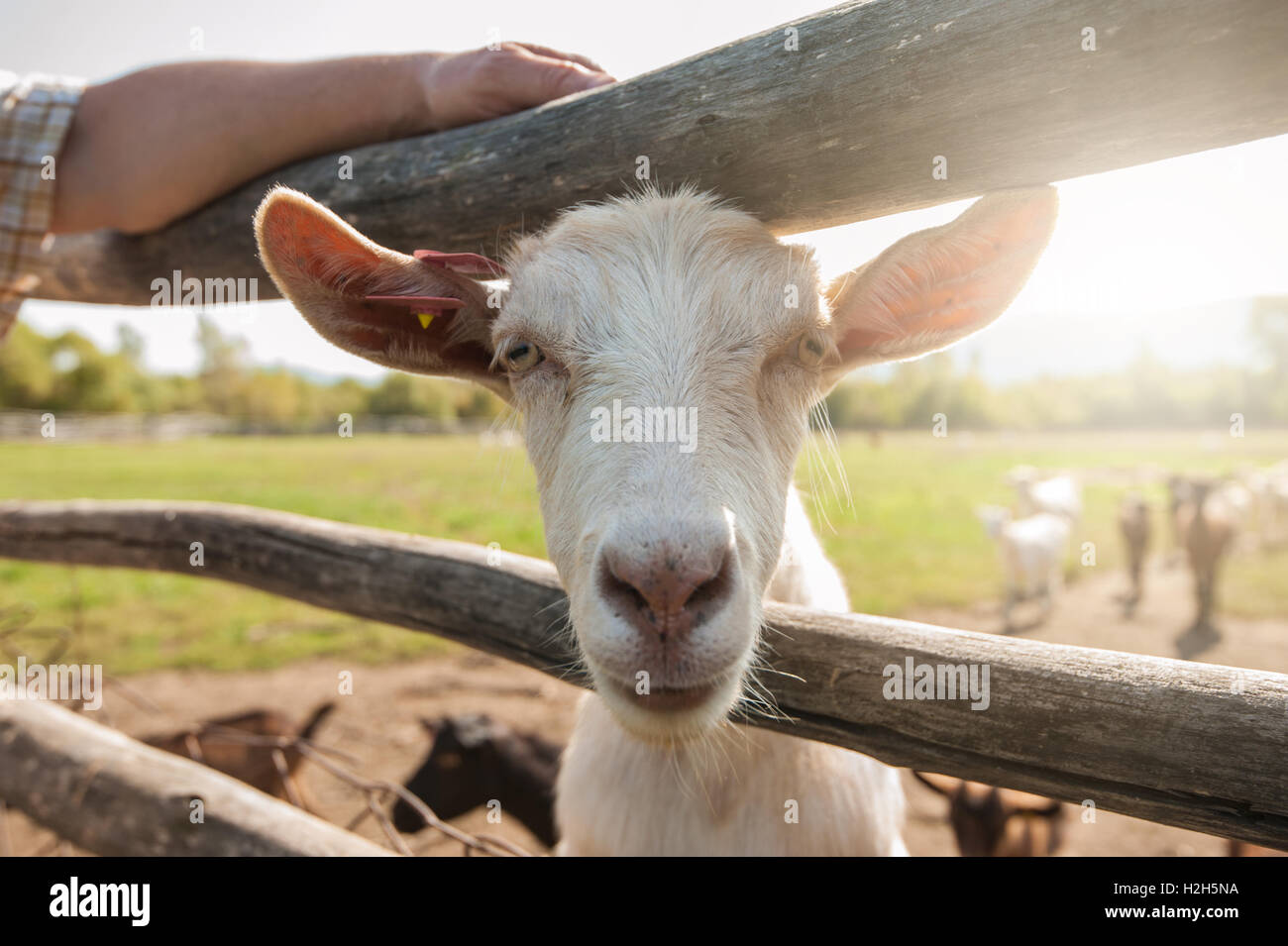 white goat closeup Stock Photo - Alamy
