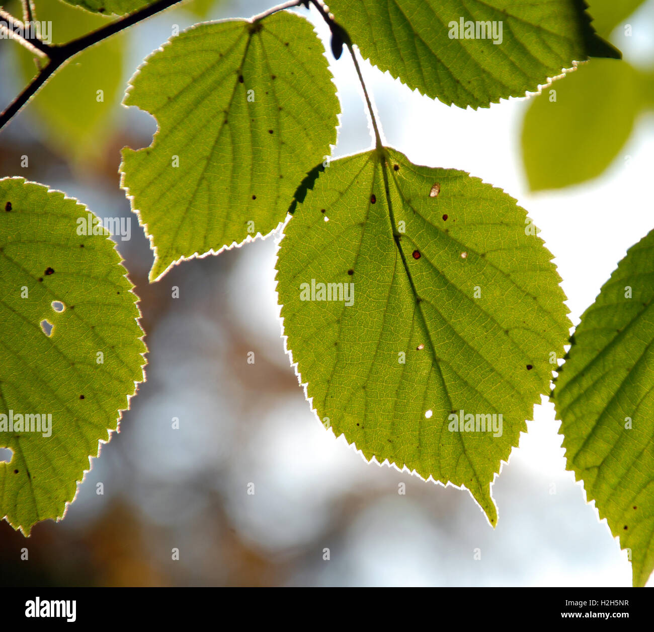 Green leaves in nature tree hi-res stock photography and images - Alamy