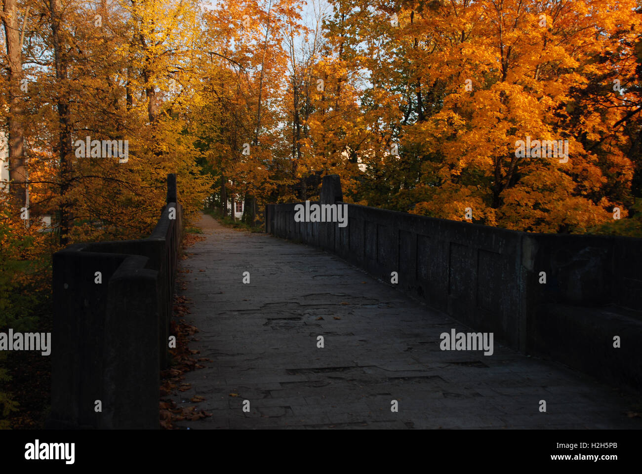 autumn bridge with orange maples Stock Photo - Alamy