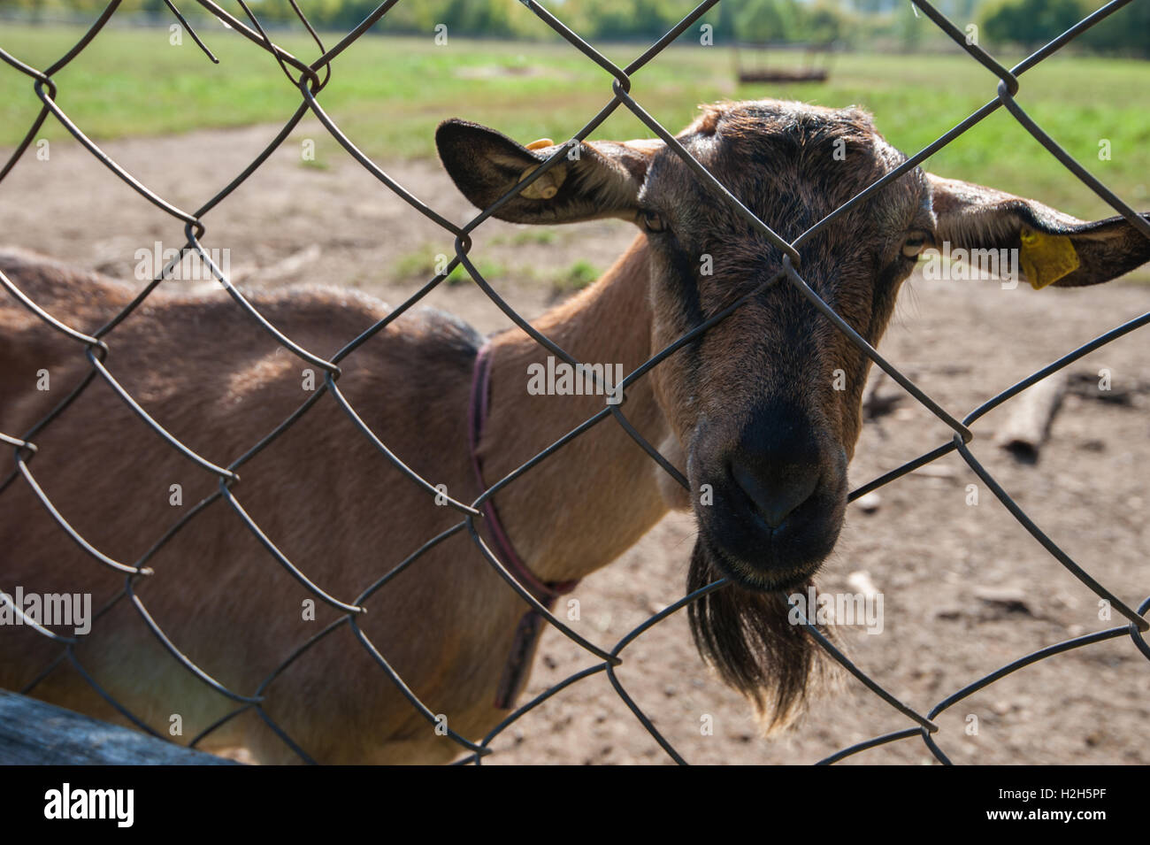 goat portrait closeup Stock Photo - Alamy