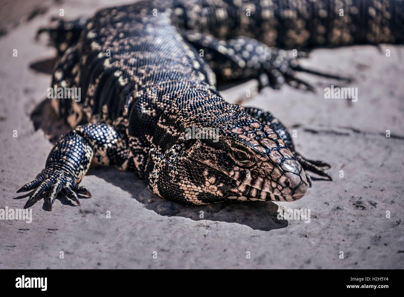 Tegu, lizard, Teiidae, reptile Stock Photo - Alamy